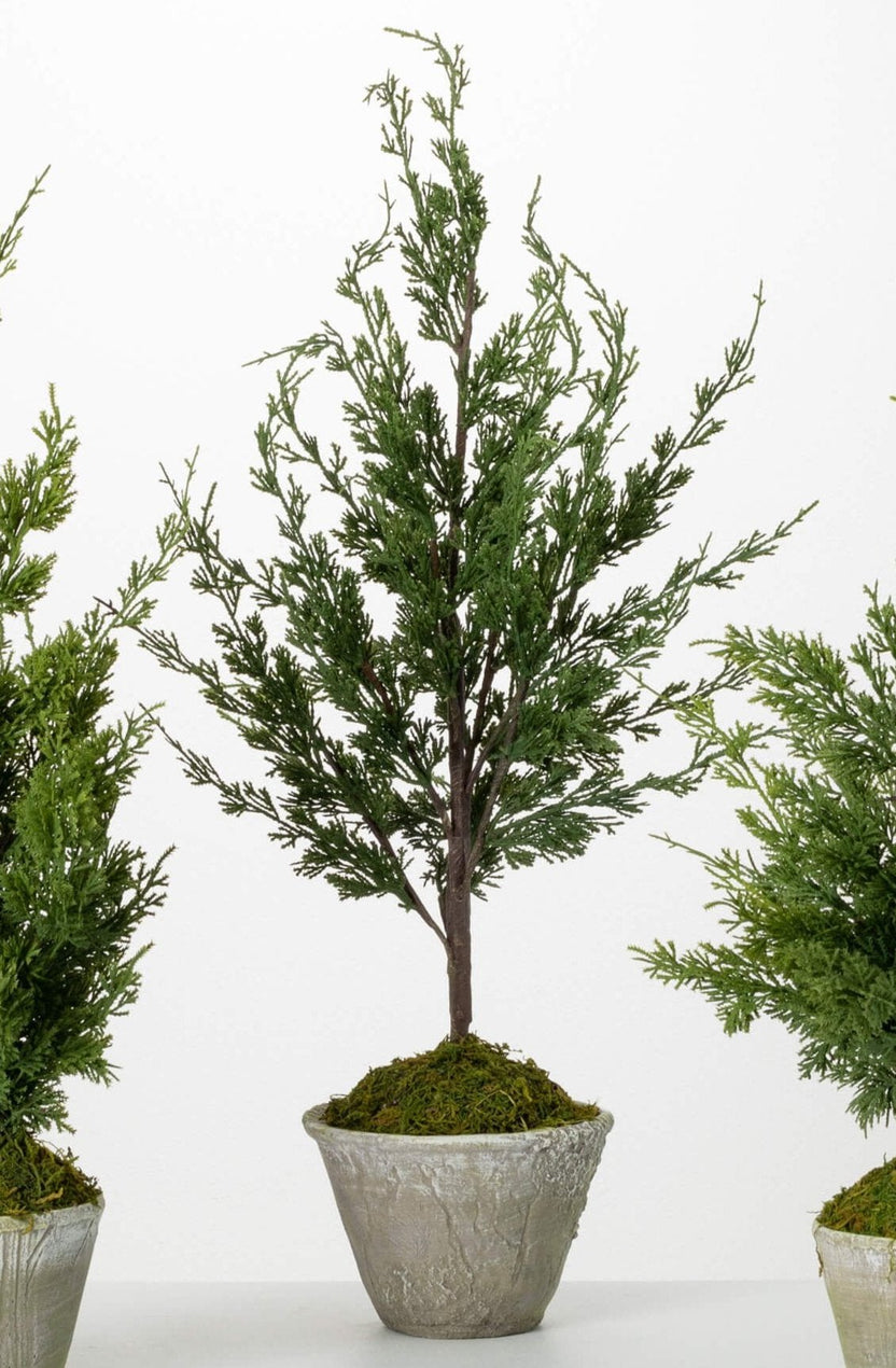 FAUX DWARF CEDAR TREE, Large – Fig & Fern