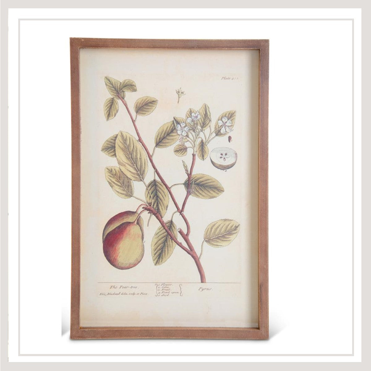 ASSORTED WOOD FRAMED FRUIT PRINTS (4 STYLES) – Fig & Fern